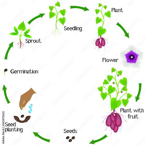 Life Cycle Of Sweet Potato Plant On A White Background Stock Vector