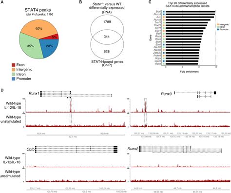 Core Binding Factor β And Runx Transcription Factors Promote Adaptive Natural Killer Cell