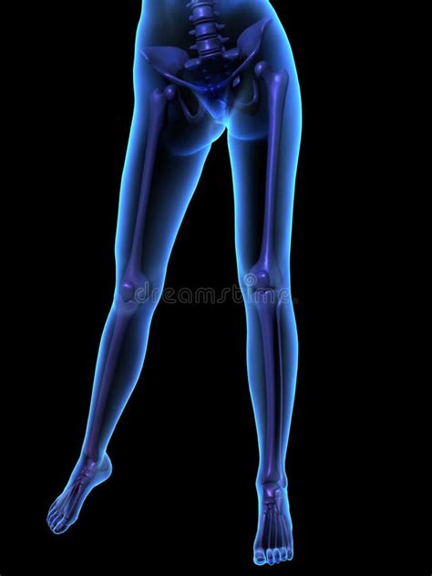 24 X Ray Female Body Free Stock Photos StockFreeImages