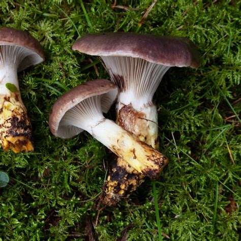 Split Gill Mushrooms Identification Edibility And Medicinal Use Mushroom Appreciation