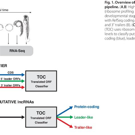 Overview Of Lncrna Classification Pipeline Ab High Throughput