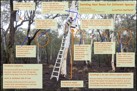 Downloads For Jenny Nest Box Tales