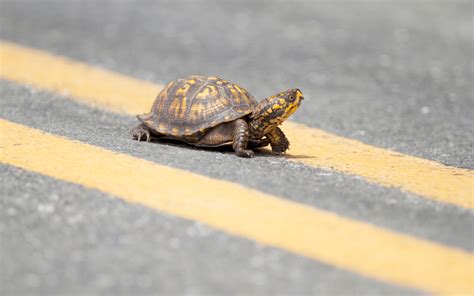 How Roads Impact Wildlife Is What Road Ecology Is All About