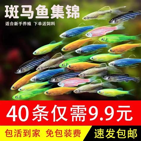 热带观赏鱼荧光斑马鱼孔雀鱼灯科红绿灯鱼小型活鱼冷水鱼淡水好养 虎窝淘