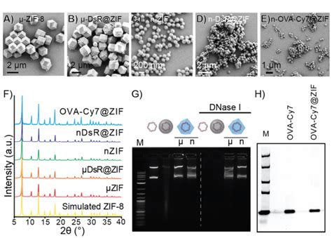 Sem Micrographs Of A Micro Zif 8 B Micro Dsr Zif C Nano Zif 8 And Download Scientific