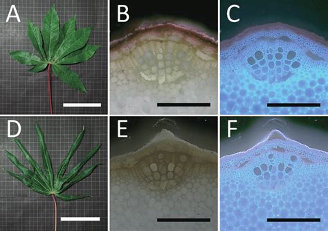 Morphological And Histological Characteristics Of Cassava Varieties Download Scientific