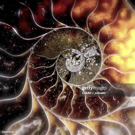 Spiral Shell Fossil Photos And Premium High Res Pictures Getty Images