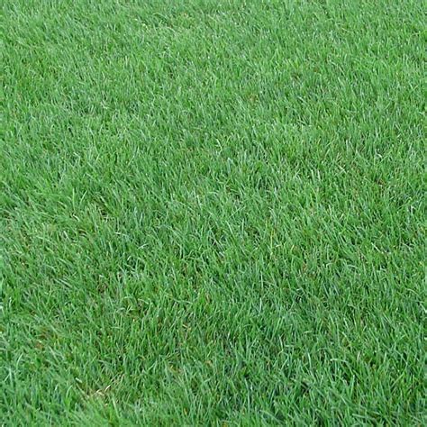 Perennial Rye Grass Seeds Lolium Perenne American Meadows