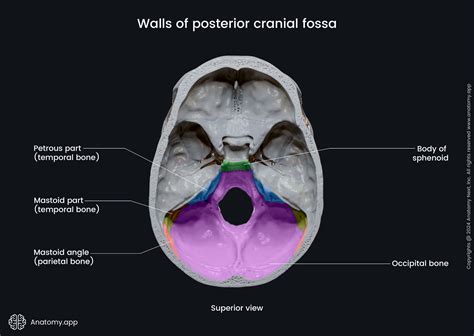 Posterior Cranial Fossa Anatomy 88 Posterior Cranial Fossa