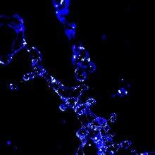 The Future Of Genomic Medicine Podcasts Naked Scientists