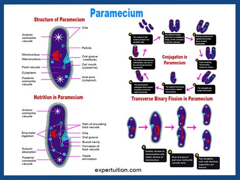 Paramecium Structure Reproduction And Other Life Processes Expertuition