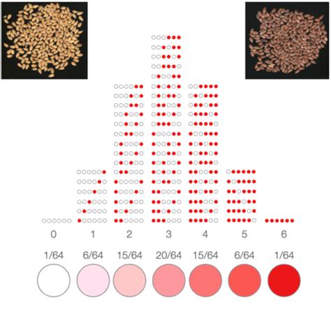 Polygenic Inheritance And Quantitative Genetics Flashcards Quizlet
