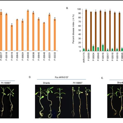 Confirmation And Pathogenicity Testing Of Foc Strains A Growth Rate Confirmation And Pathogenicity Testing Of Foc Strains A Growth Rate