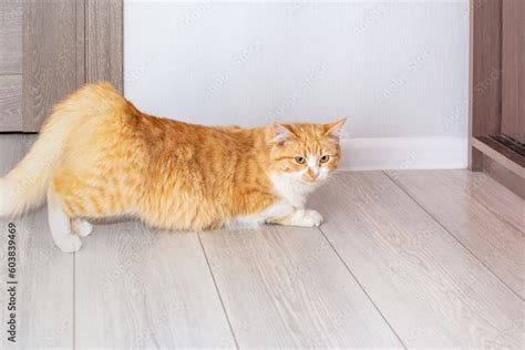 Red Cat Took A Pose For Mating During Estrus Estrus In A Cat Stock Photo Adobe Stock