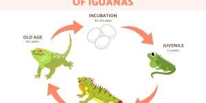 Do Iguanas Lay Eggs Iguana Reproduction Explained