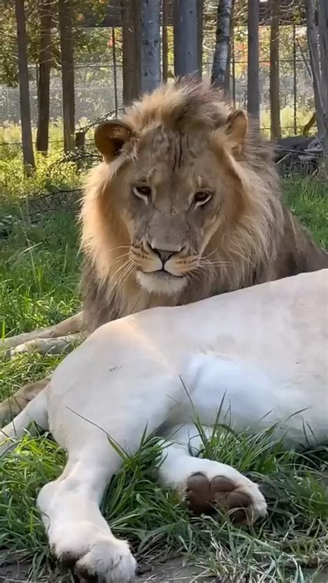 Lazy Evaluation With 2 Processes R C At