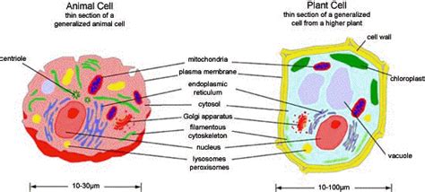 Figure S1 Subcellular Localization Of Cell Organelles In