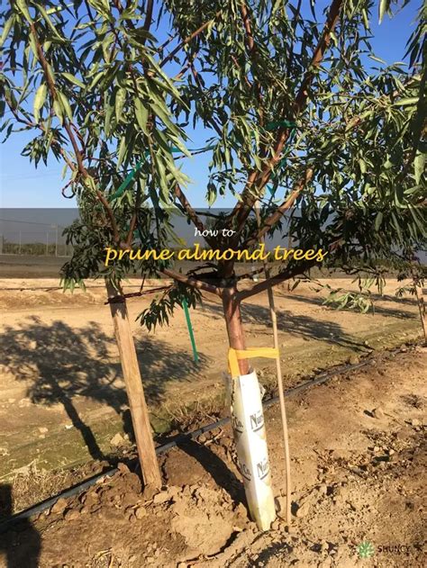 Pruning Almond Trees Tips And Techniques For Optimal Growth Shuncy