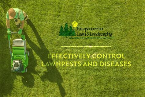 How To Control Lawn Pests And Diseases Supreme Lawn
