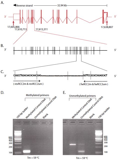 Figure13 Msp Primer Pair Screening For Rcc2 A Schematic Download Scientific Diagram