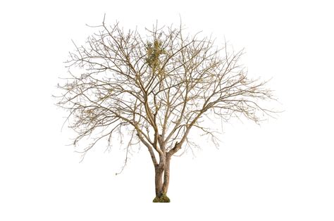 Dry Tree Shape And Tree Branch Single Dead Tree 23791622 PNG