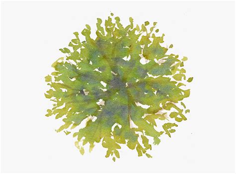Photoshop Trees Plan Png Tree In Plan Png Transparent Png Transparent Png Image PNGitem