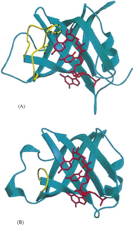 A Binding Of The Guc Anticodon Loop In The Yeast Aspartyl Trna Download Scientific Diagram