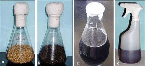 Preparation Of Inoculum A Autoclaved Sorghum Grain B Infested Download Scientific Diagram