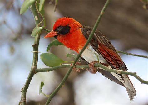 Birdseye Photography Review Photos