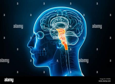 Xray Profile View Of The Brain Stem Or Brainstem With Medulla Pons And Midbrain 3d Rendering