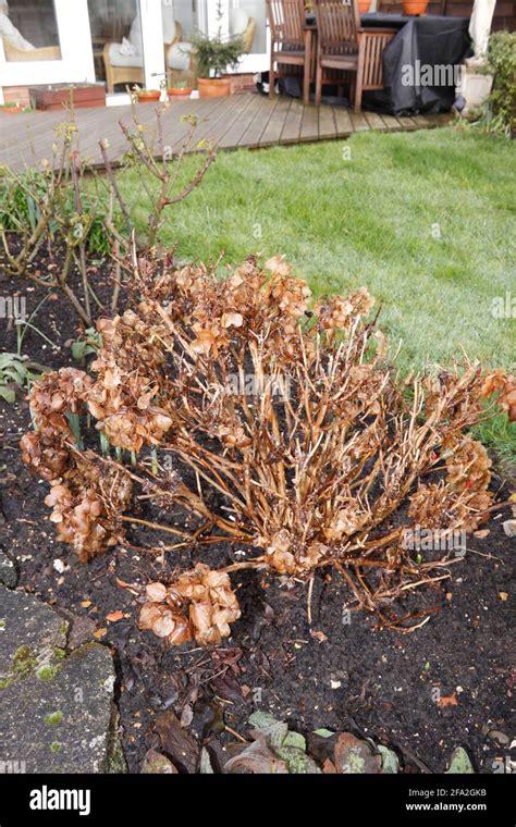 Cut Hydrangea For Winter At Margaret Ratliff Blog