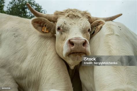 화창한 날 노르망디 프랑스에 녹색 잔디 필드에 방목 하는 소 가축 사육 산업 농업 개념입니다 여름 시골 풍경 목장에 길 들 여 진 가축 닫습니다 가축떼에 대한 스톡 사진 및