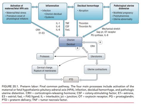 Cause Prediction And Prevention Of Preterm Labor