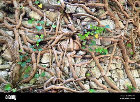 Root Pattern System Stock Photo Alamy