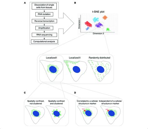 Potential Differential Spatial Distribution And Clustering Behavior