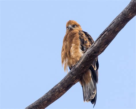 Square Tailed Kite Imm Birdforum