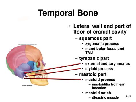 Ppt Chapter 8 Lecture Outline See Powerpoint Image Slides For All Figures And Tables Pre