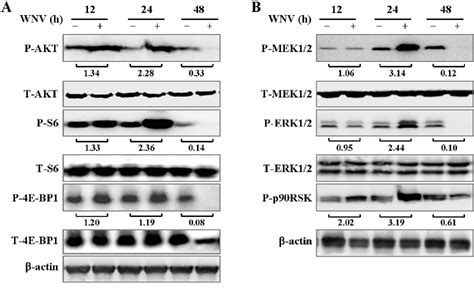 Figure 4 From Engagement Of Akt And Erk Signaling Pathways Facilitates