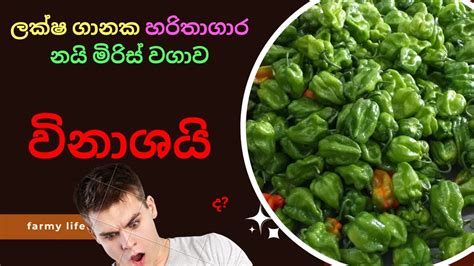 දවස් 100 ක හරිතාගාර නයි මිරිස් වගාව How To Control Green H Gardening Naimiris Agriculture