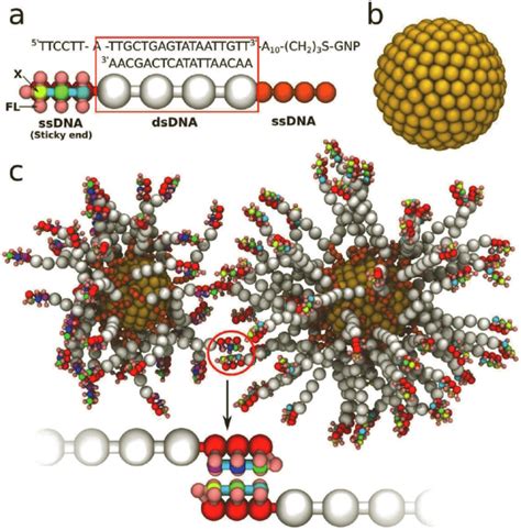 Modeling The Crystallization Of Spherical Nucleic Acid Nanoparticle Conjugates With Molecular