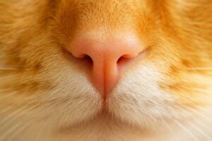 猫の鼻が濡れているのはなぜ？健康のサインと注意すべき異常の見分け方 犬猫との生活