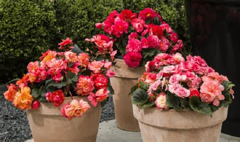 Trailing Begonia Seeds Limitless® Sorbet 15 Pelleted Seeds Etsy