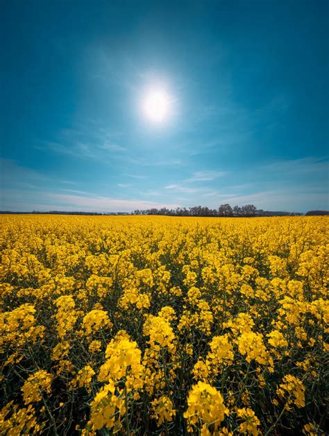 フリージア：写真3｜イラスト・フリー素材なら「シンテリ」