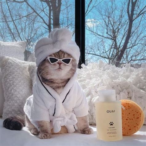 [인스타그램 카톡 프사 모음] 귀여운 고양이 공유 네이버 블로그