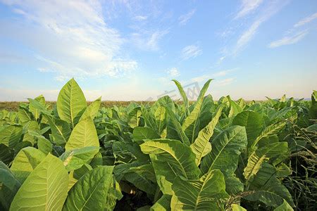 烟草原料摄影图片 烟草原料摄影作品 千库网