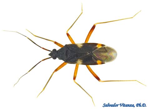 Hemiptera Heteroptera Miridae Fulvius Atratus Plant Bugs Male A