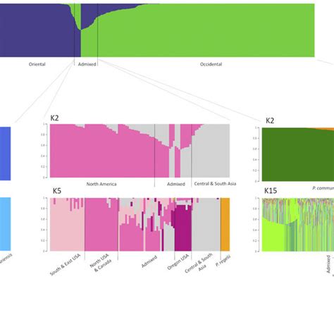 Hierarchical Population Structure Analysis Plots The First Plot Shows