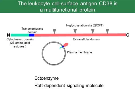 Glycosylation Regulates Cd38 Assembly On The Cell Surface Ppt Download