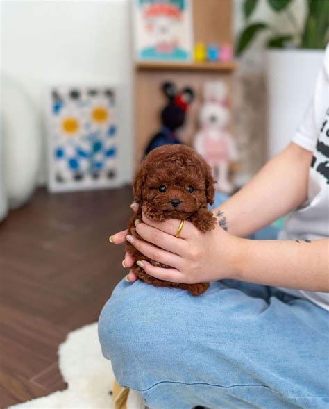 سگ تاینی توی پودل وارداتی در تهران