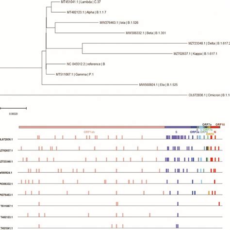 The Phylogenetic And Mutational Analysis Of 10 Different Sars Cov 2 Download Scientific Diagram